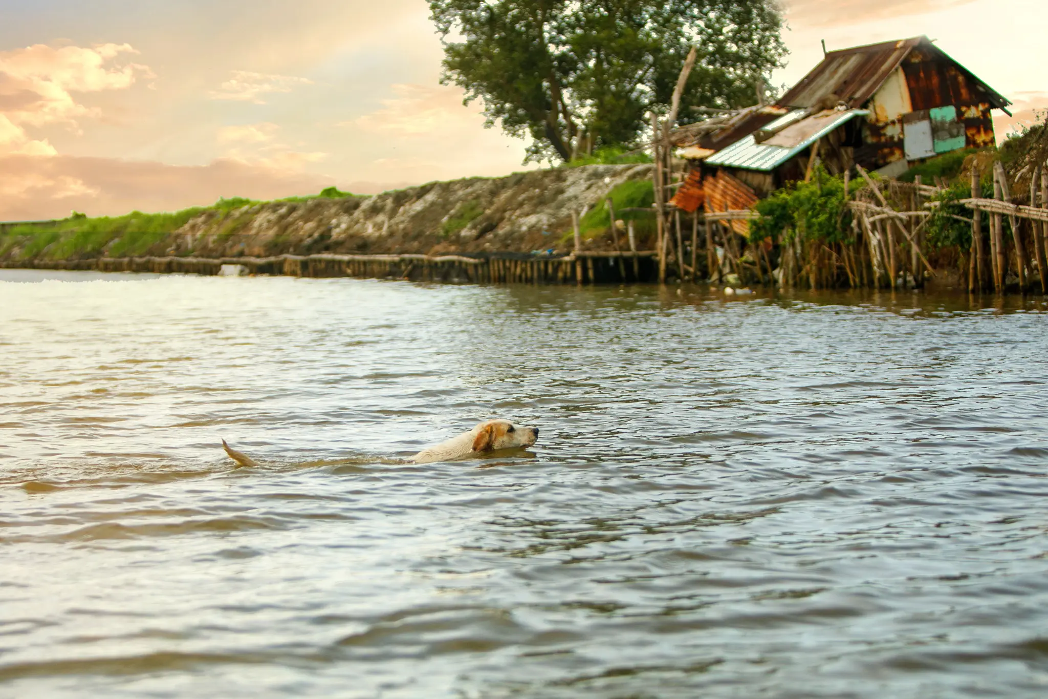 Project Goals & Objectives